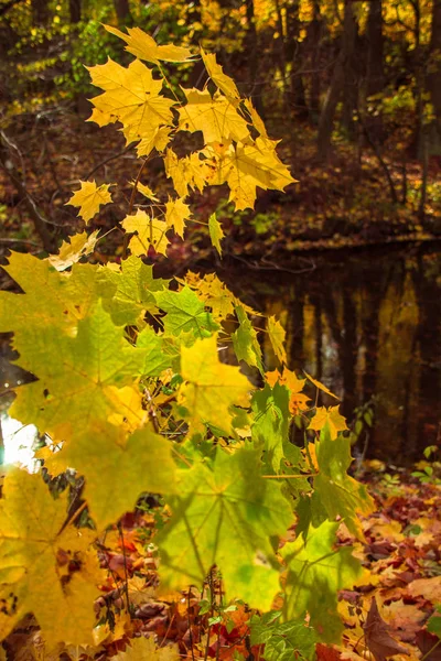 Payroll in the fall Stock Photos, Royalty Free Payroll in the fall ...