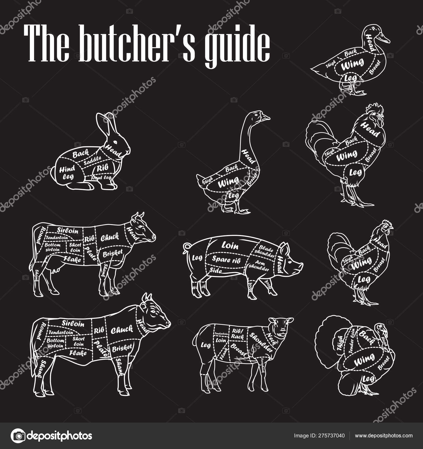 Meat symbols vector illustration. Set of butcher cut scheme vintage ...