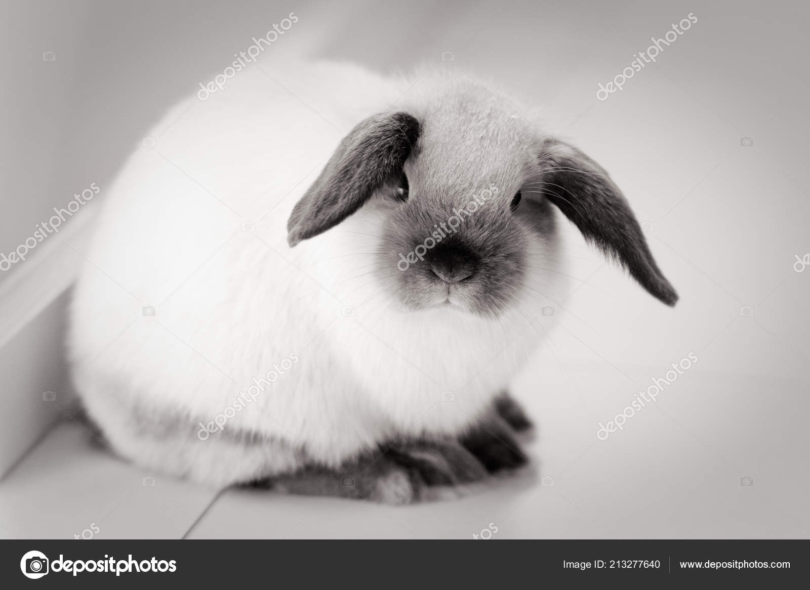 Black Mini Lop Rabbits