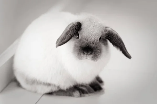 White Mini Lop Rabbit