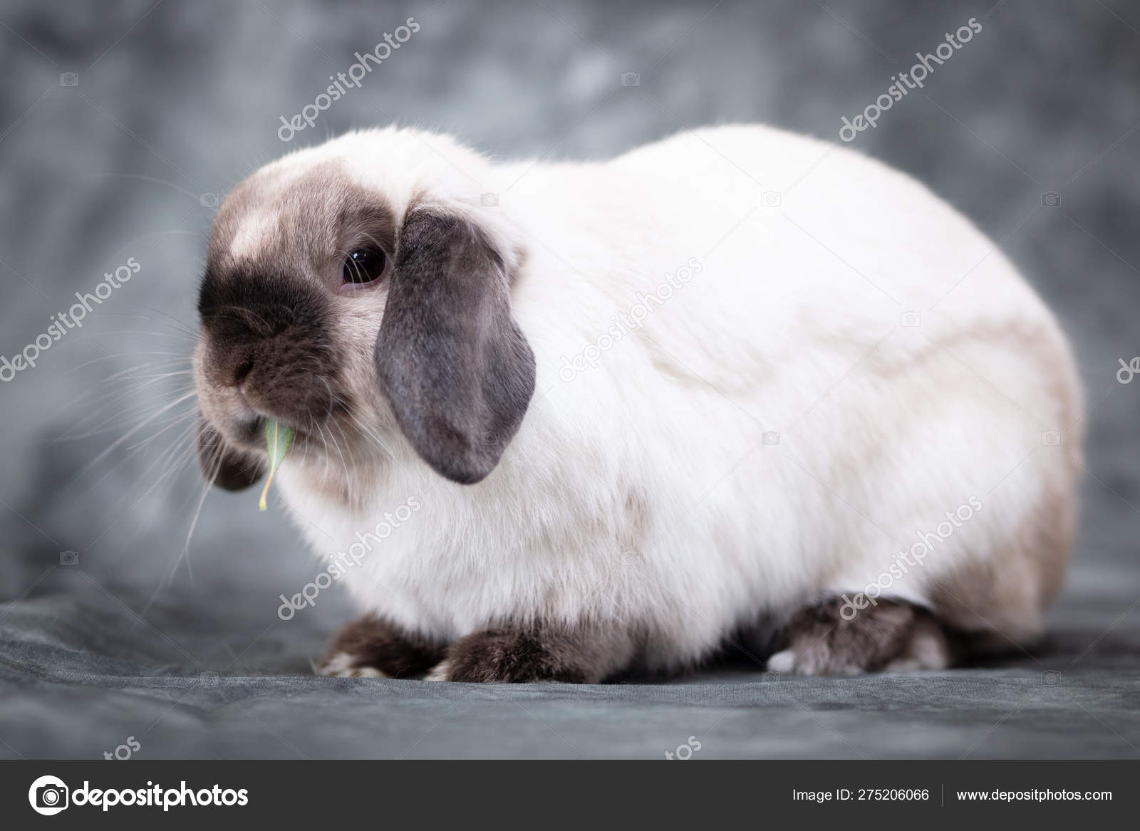 English Lop Rabbit