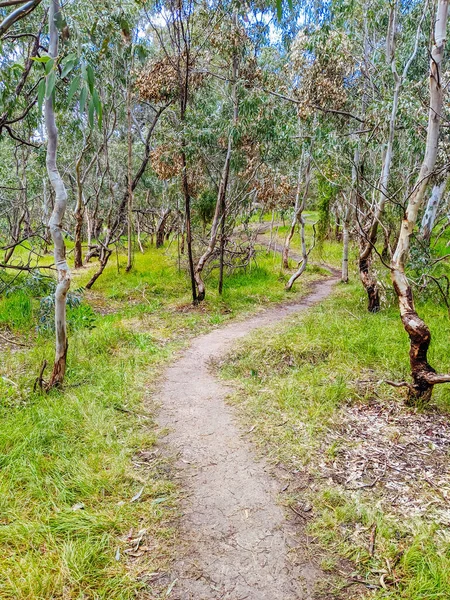 Bush walking australia Stock Photos, Royalty Free Bush walking ...