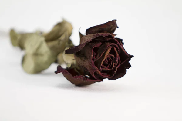 Death rose Stock Photos, Royalty Free Death rose Images | Depositphotos