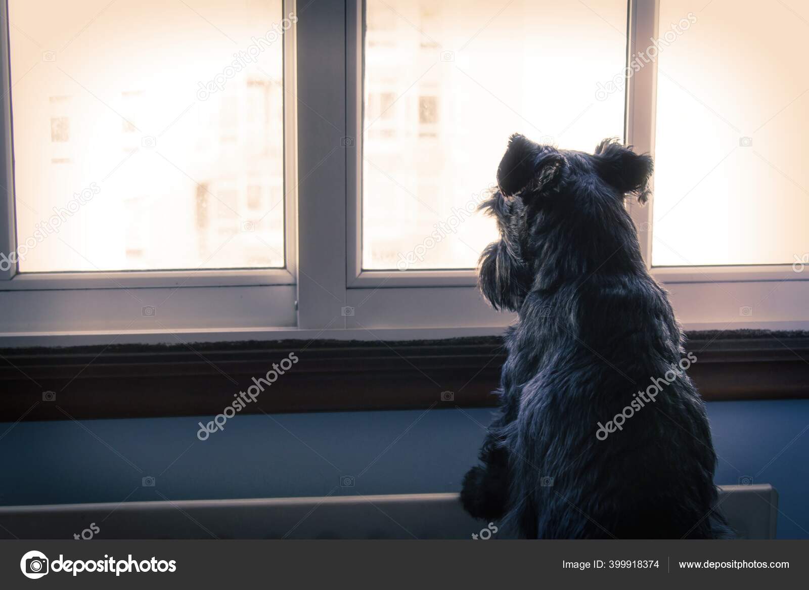 Black Dog Looking Out Window Stock Photo by ©tetxu 399918374