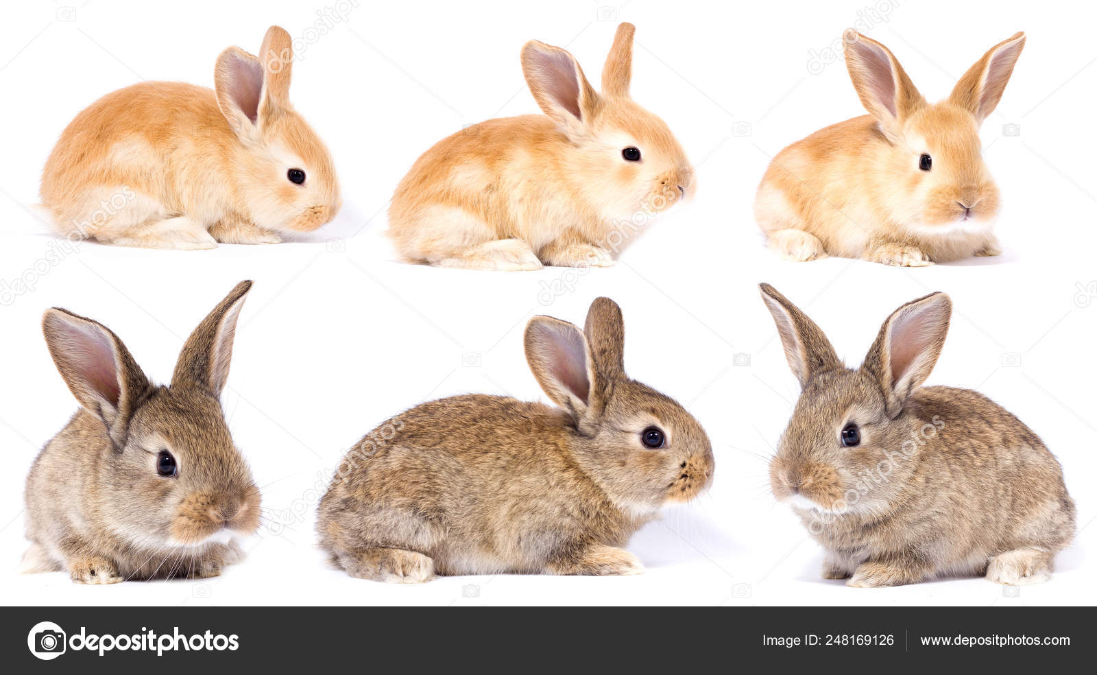 Set of little fluffy bunnies Stock Photo by ©shutterstock_evgeniy@mail ...