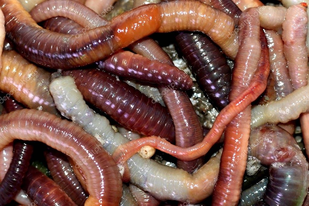 Macro tiro de gusanos dendrobaena roja, cebo lombriz de tierra viva ...