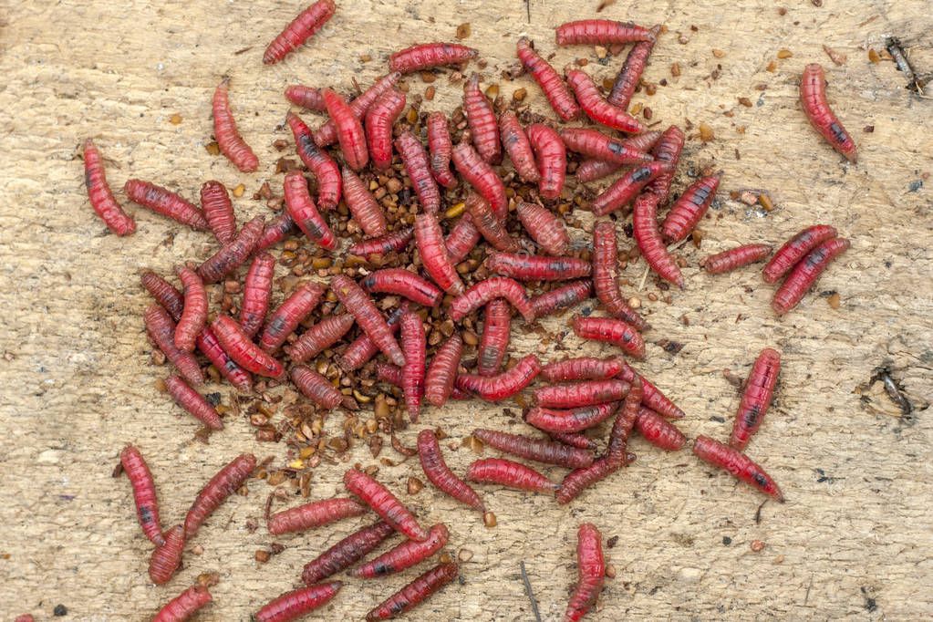 Las larvas rojas de la mosca de la carne - el gusano sobre el fondo claro de madera. Señuelos de ...