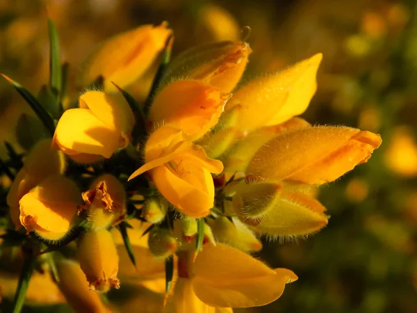 Gorse flower Stock Photos, Royalty Free Gorse flower Images | Depositphotos
