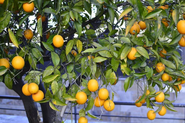 Fruits of israel Stock Photos, Royalty Free Fruits of israel Images ...