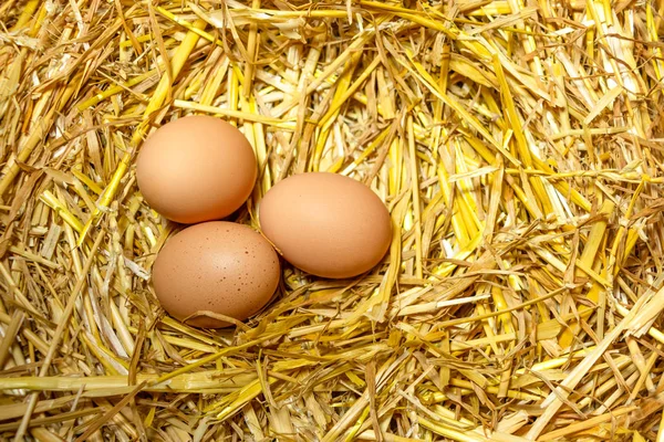 Aves huevos fotos de stock, imágenes de Aves huevos sin royalties ...