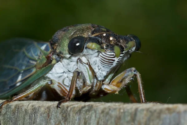 Cicada face Stock Photos, Royalty Free Cicada face Images | Depositphotos