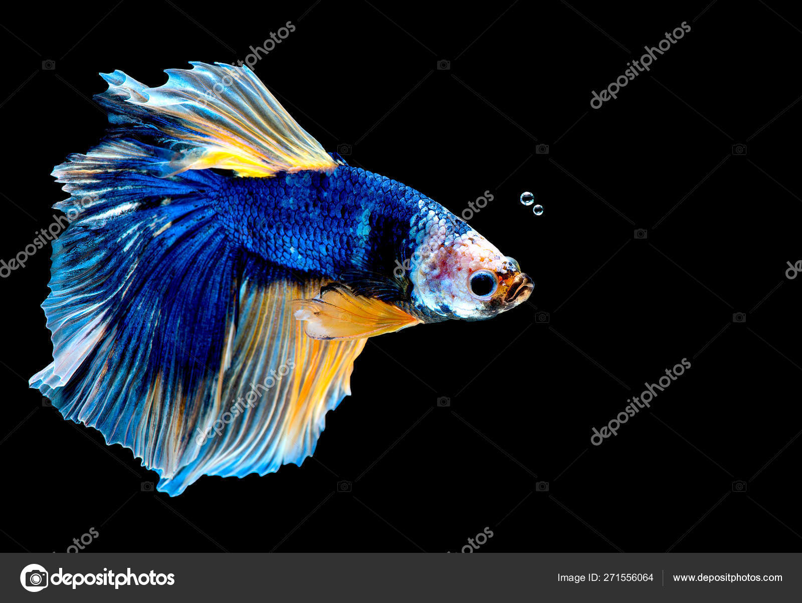 Donkerblauwe Betta Vis 1pc Canvas Schilderij Betta Vis Wall Art Decor