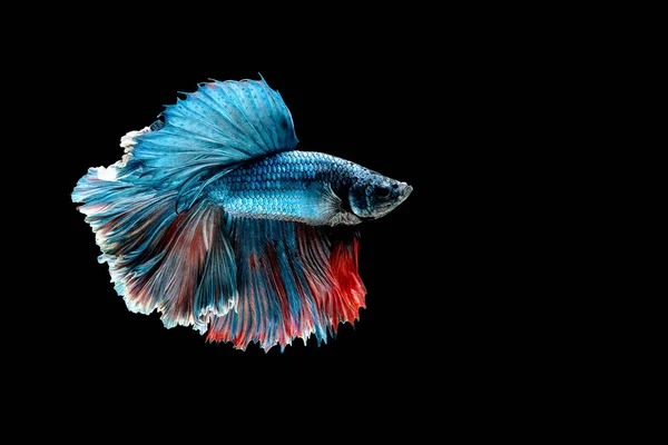 Bettas Stock Photos, Royalty Free Bettas Images | Depositphotos