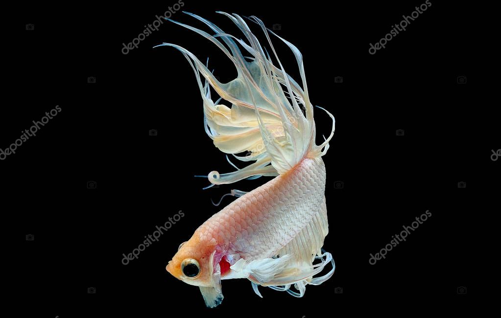 Peces blancos betta, peces siameses de lucha con color amarillo claro ...