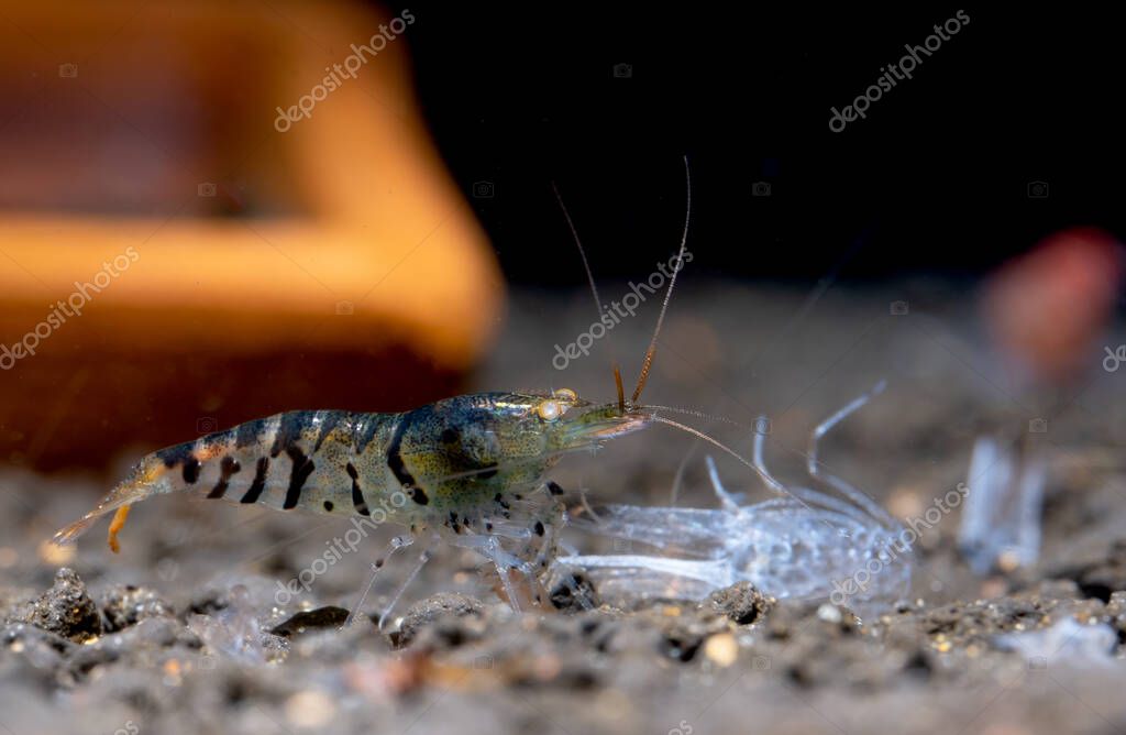 Los camarones enanos tigres buscan alimento en el suelo acuático nueva ...