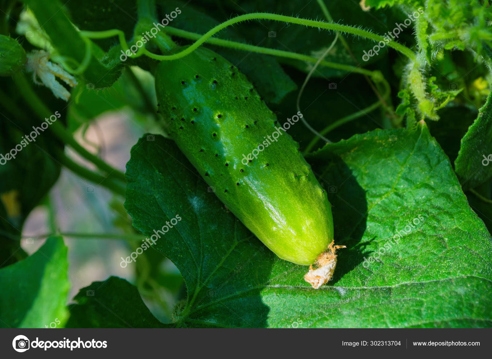 Cucurbitaceae Vegetables