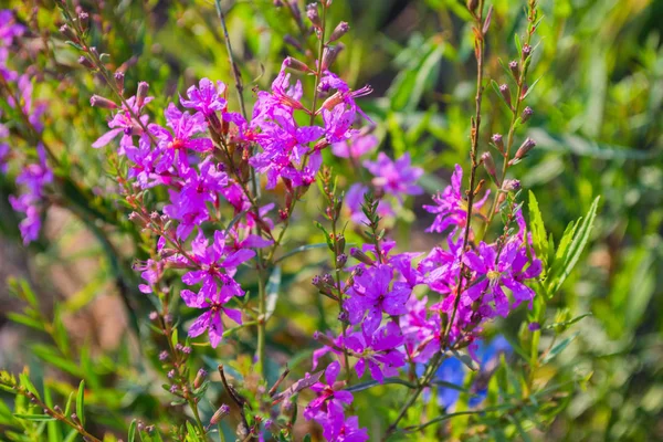 Fireweed Stock Photos, Royalty Free Fireweed Images | Depositphotos