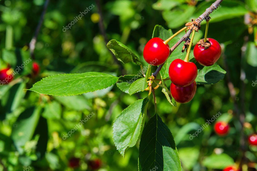 Cerezas colgando de una rama de árbol. Cerezas rojas en el árbol. Las ...