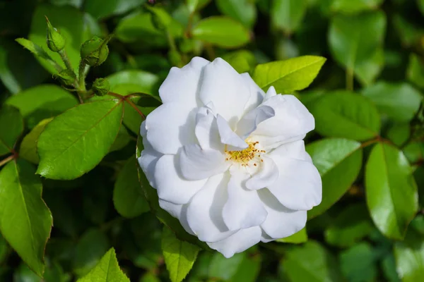 White rose shrub Stock Photos, Royalty Free White rose shrub Images ...