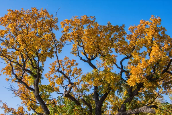 rbol de oto o. Gran copa de roble centenario (Quercus) rbol. Ramas ...