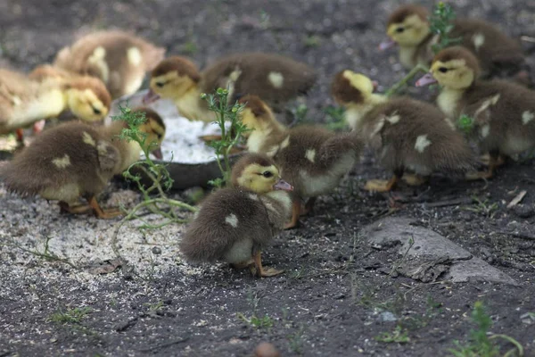 Curiosos patitos Stock Photos, Royalty Free Curiosos patitos Images | Depositphotos