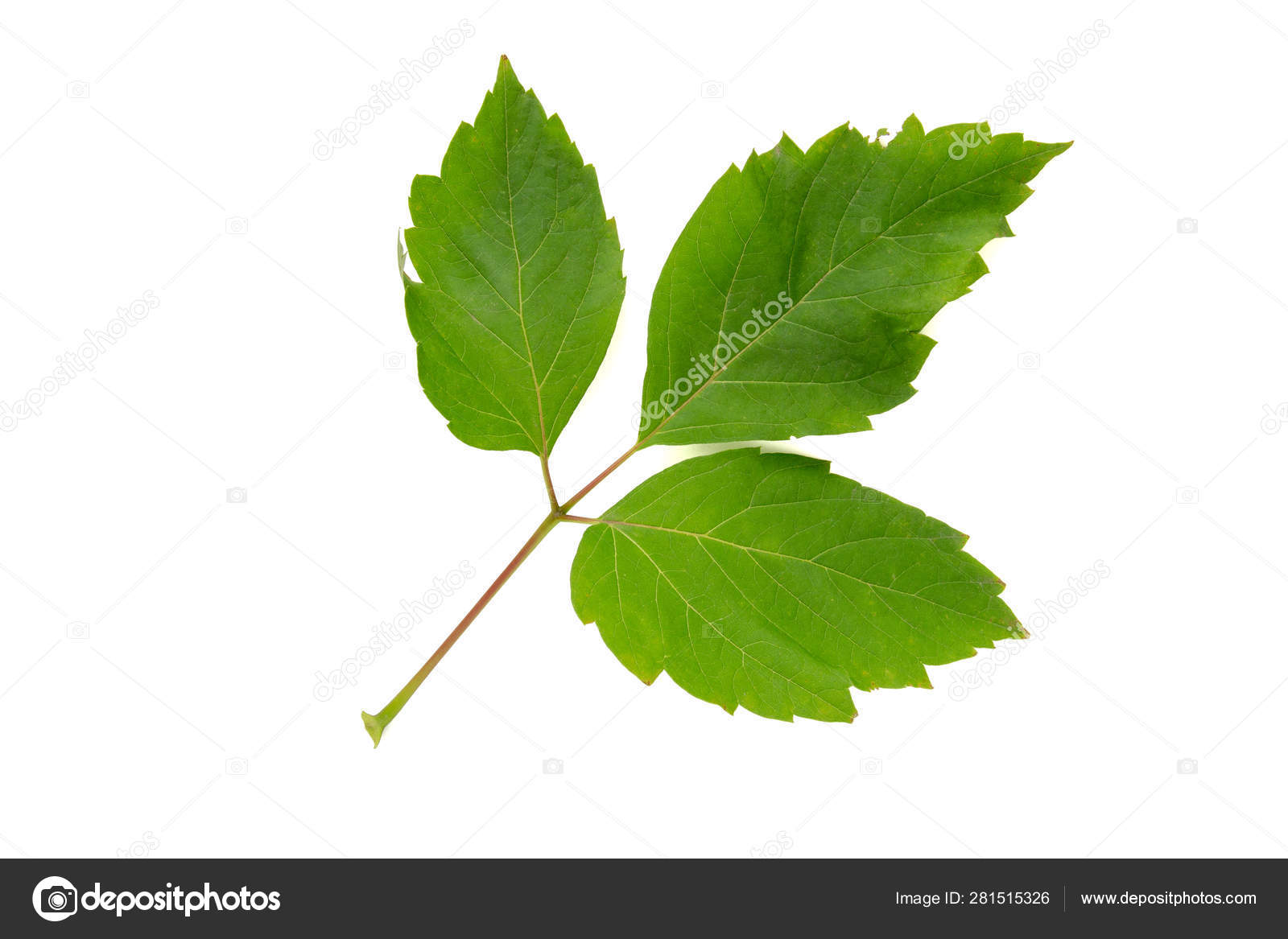 Box Elder Acer negundo tree leaf isolated on white background — Stock ...