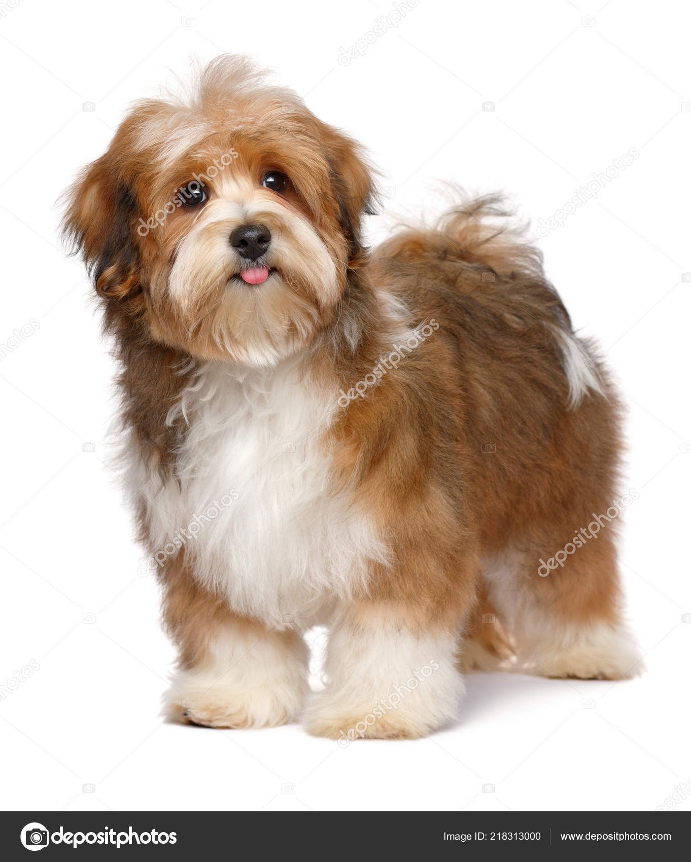 Red Havanese