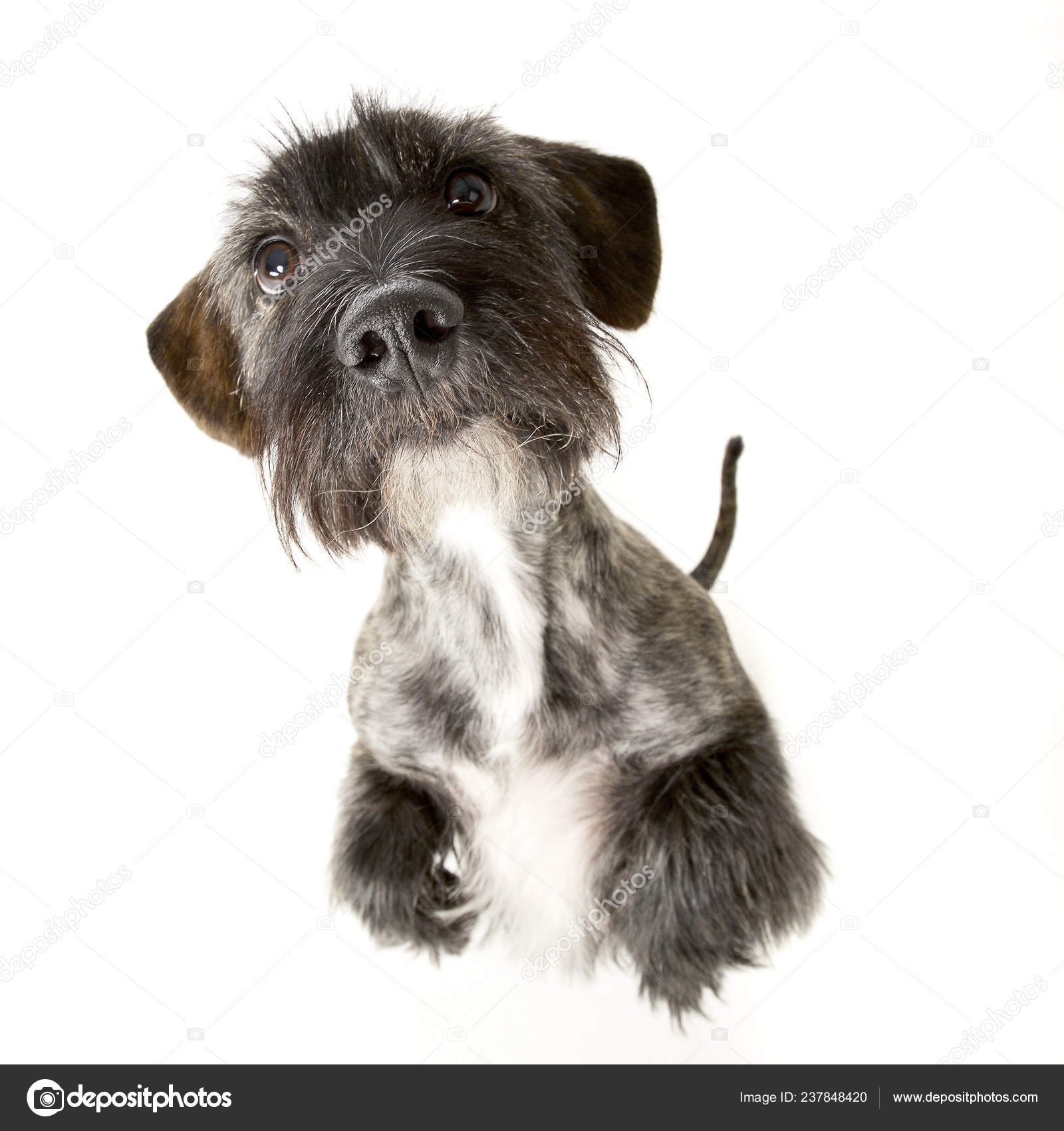 Perro Raza Mixta Adorable Pie Dos Patas Tiro Estudio Aislado — Foto de ...