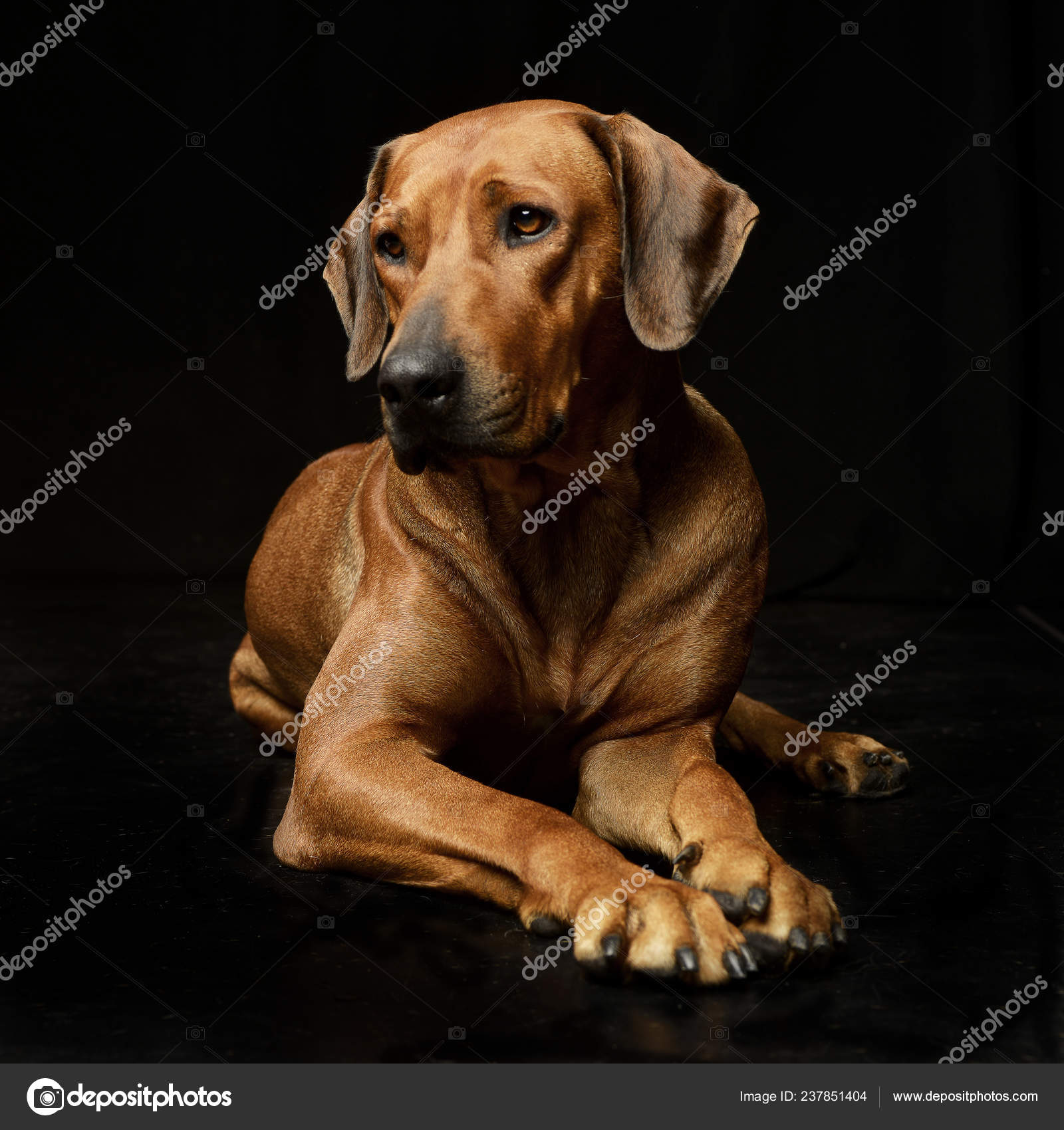 Black And Tan Rhodesian Ridgeback