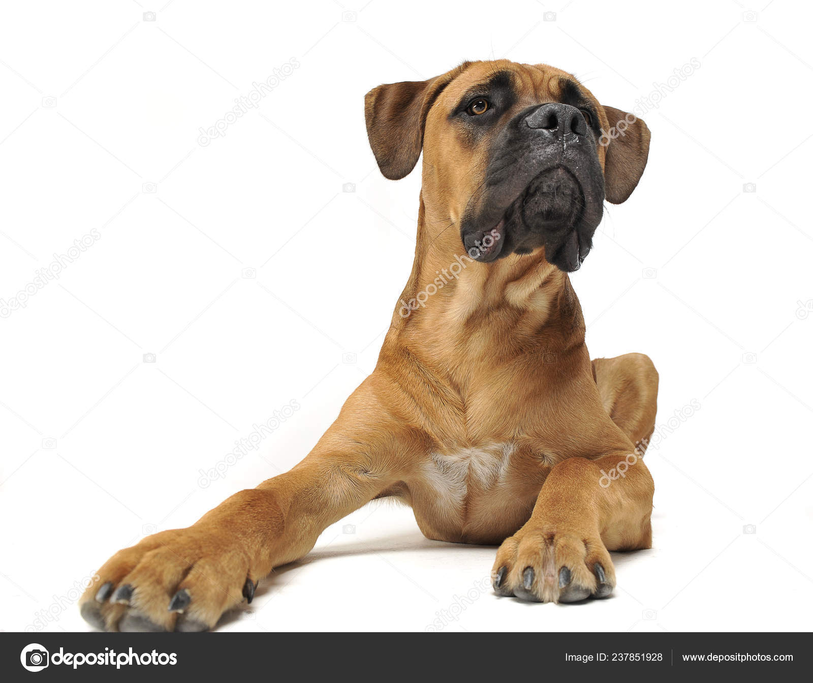 Cane Corso Boxer Mix Puppies