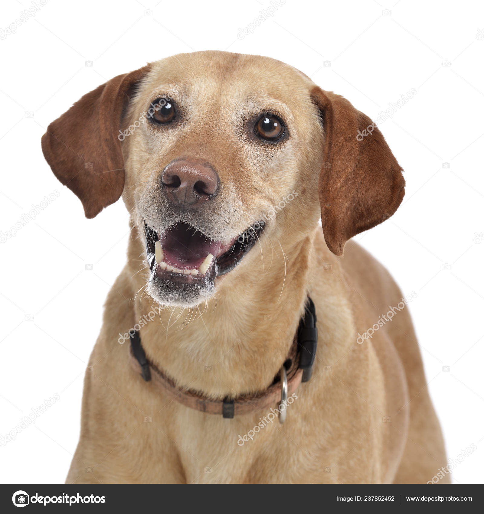 Retrato Perro Raza Mixta Adorable Aislado Sobre Fondo Blanco — Foto de ...