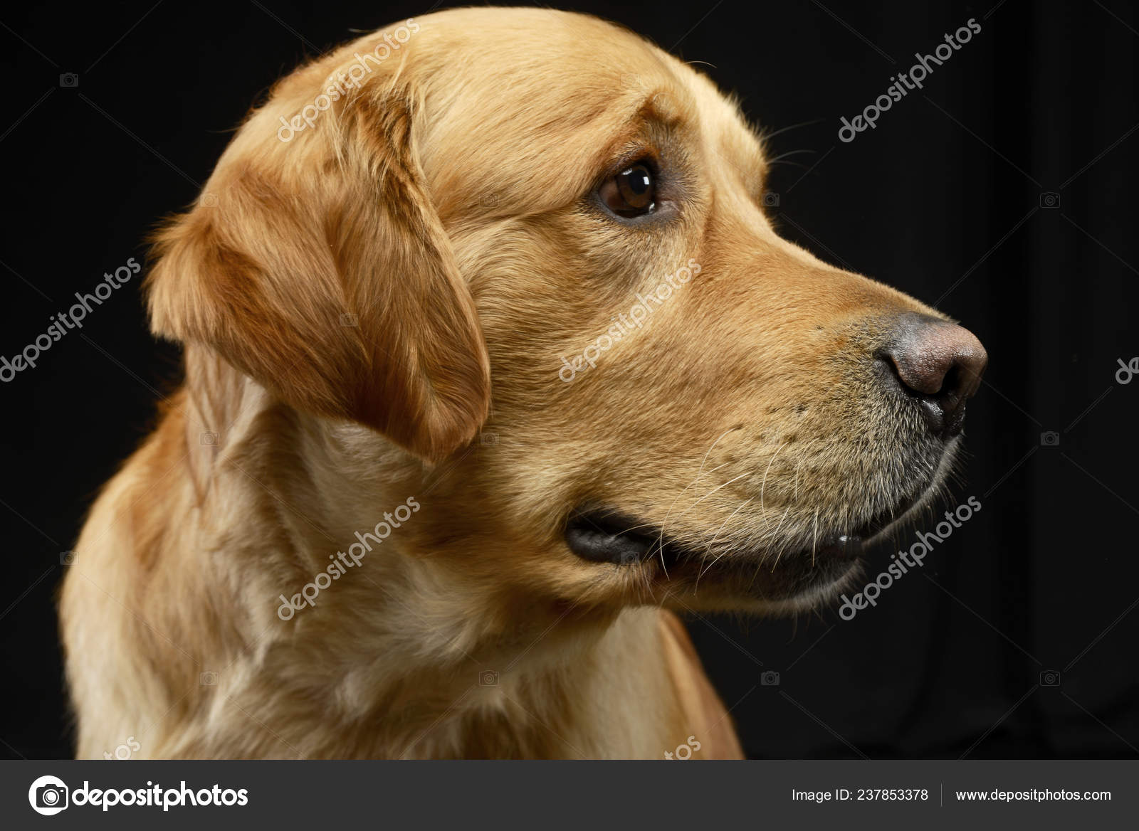 Golden Retriever Head Shots Portraits
