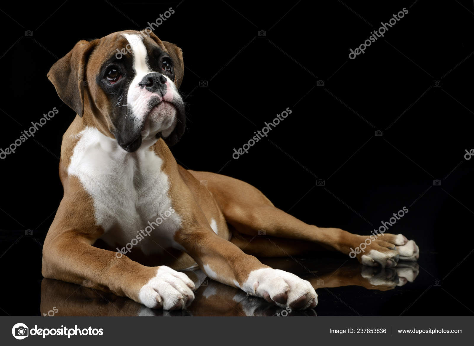 Jung Boxer Acostado Suelo Brillante Estudio Oscuro — Foto de stock ...