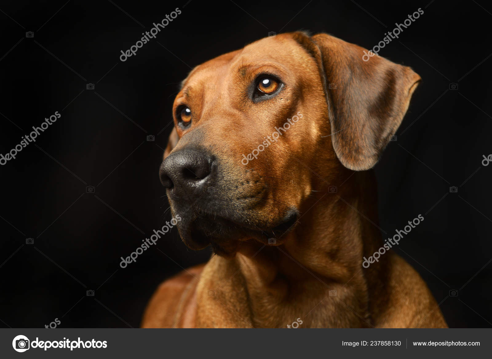 Black Rhodesian Ridgeback