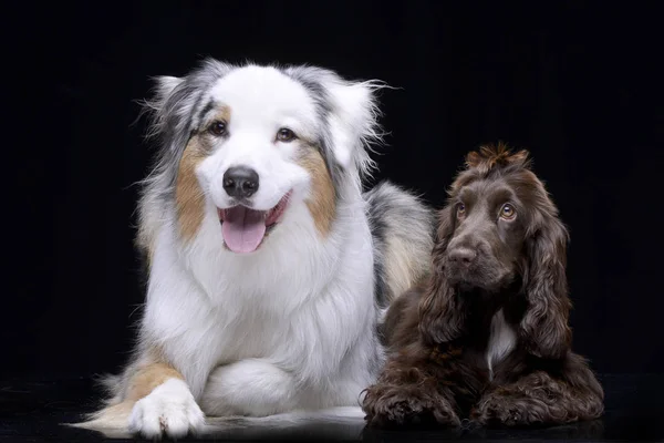 Cocker Spaniel Australian Shepherd Mix
