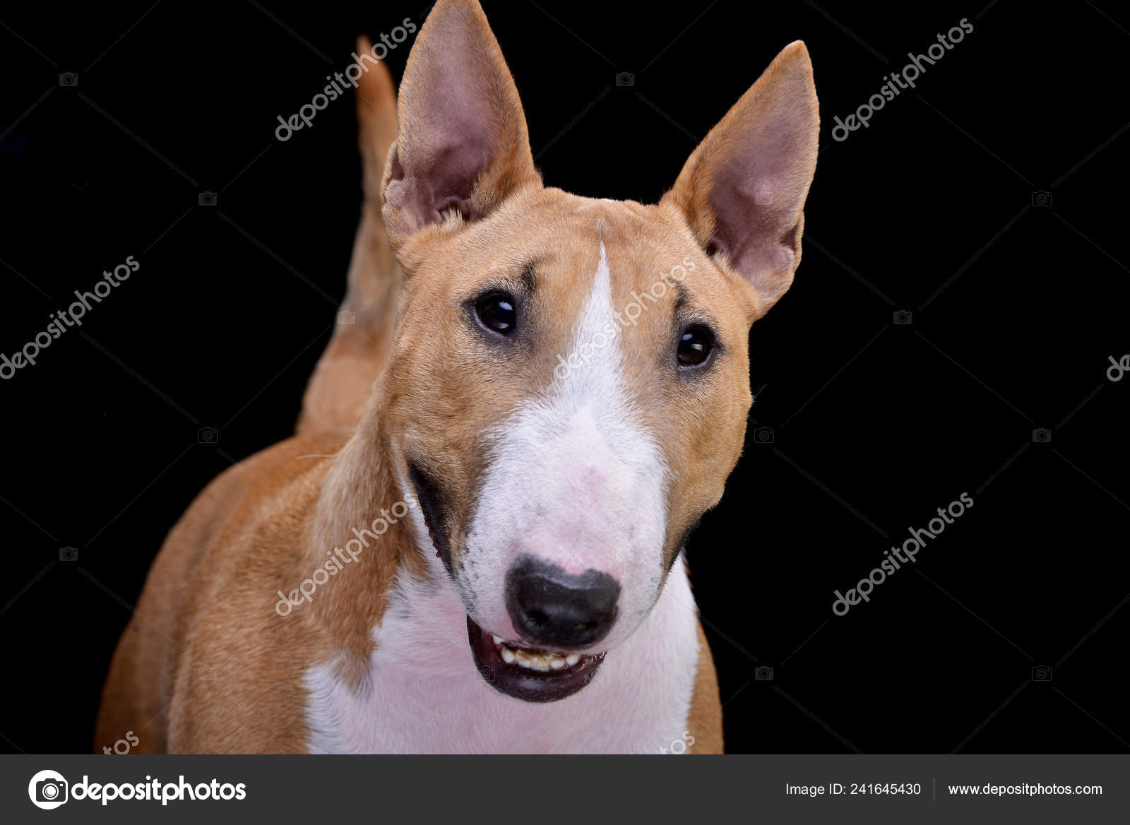 Black And Brown Bull Terrier