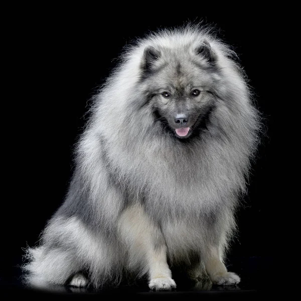 Spitz lobo Stock Photos, Royalty Free Spitz lobo Images | Depositphotos