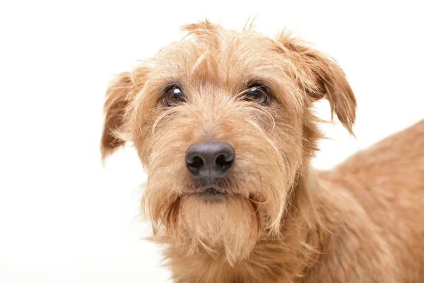 Irish Terrier Mix