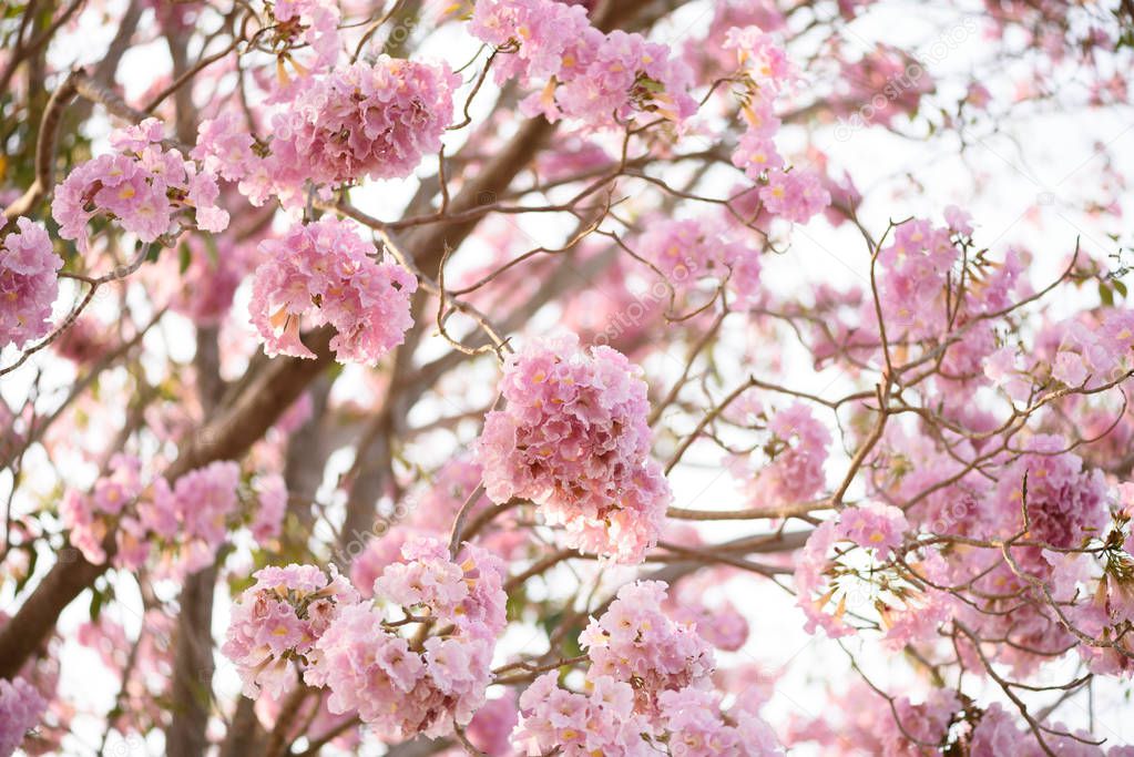 Tabebuia rosea es un árbol neotropical de flor rosa. nombre común Pink ...