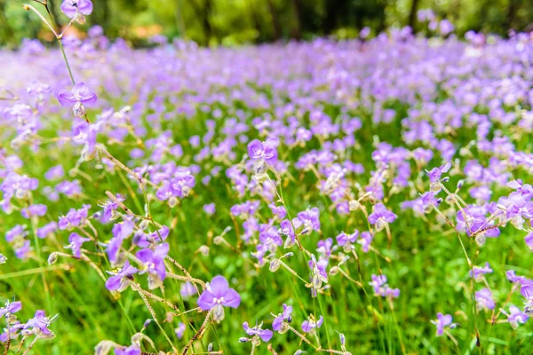 River spring flowers Stock Photos, Royalty Free River spring flowers ...