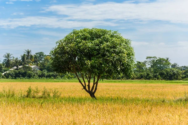 A tree in a rice field Stock Photos, Royalty Free A tree in a rice ...