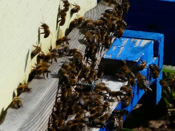 Insect invasion Stock Photos, Royalty Free Insect invasion Images ...