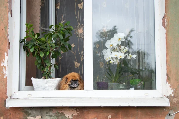Dog and window Stock Photos, Royalty Free Dog and window Images ...