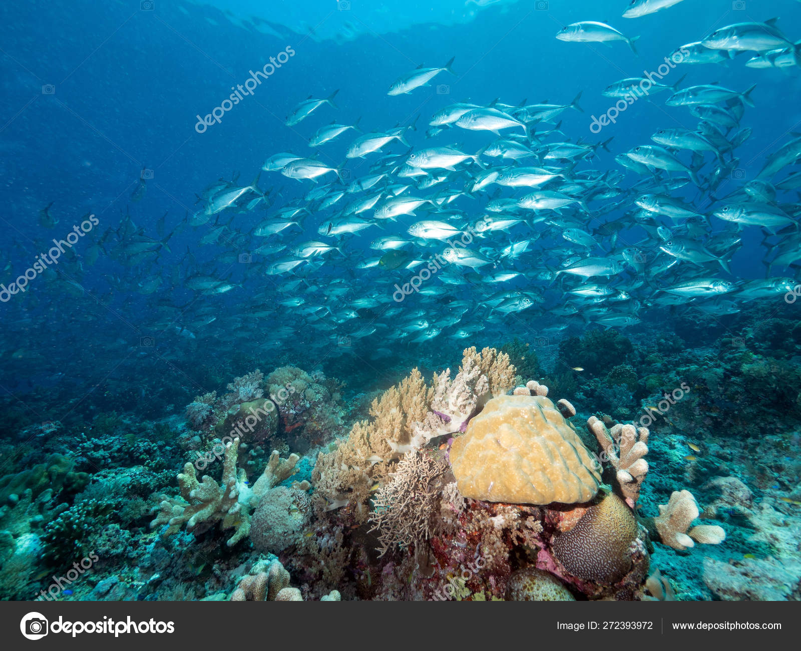 School Fish Reef — Stock Photo © Jfibu #272393972