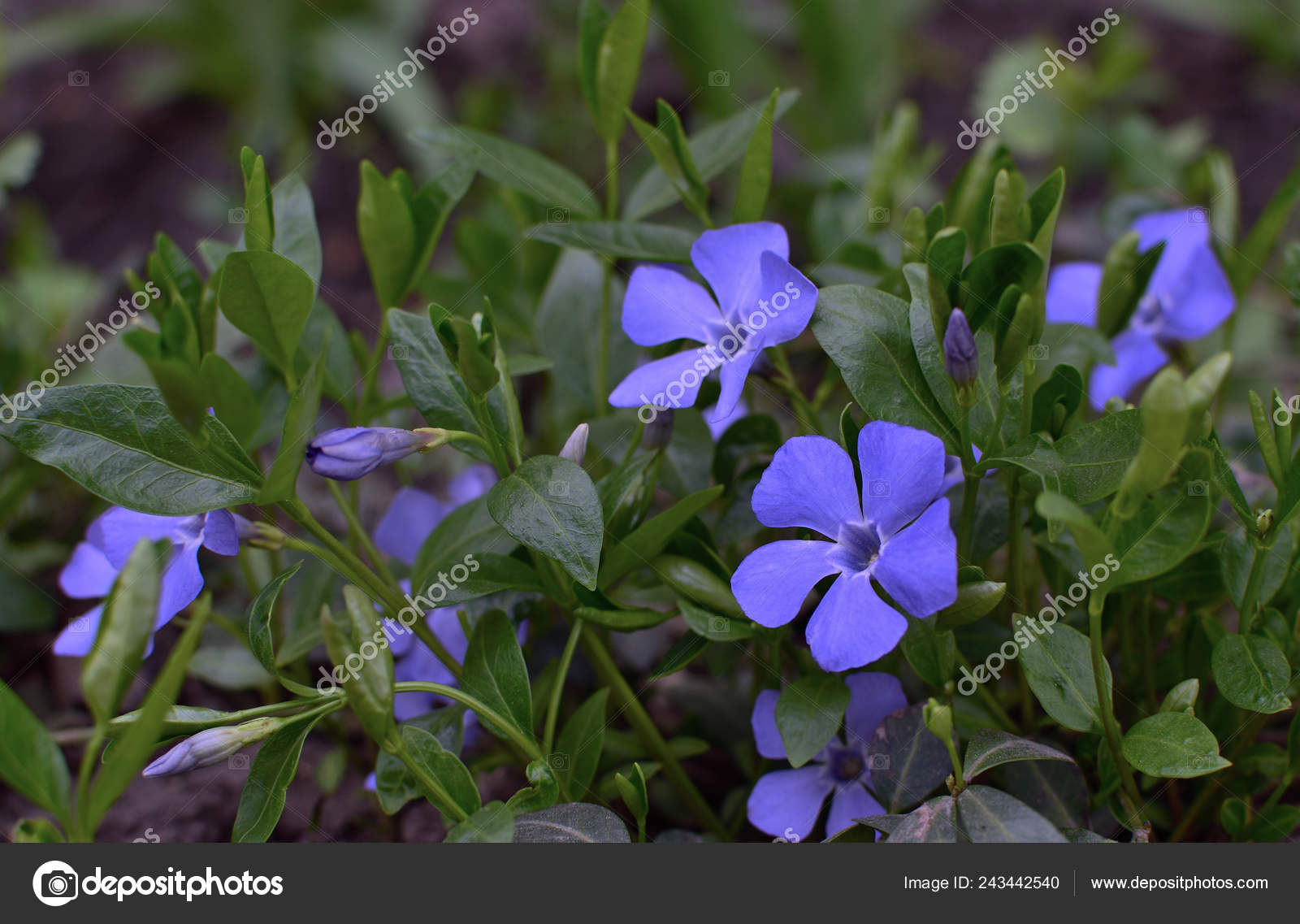 Common Periwinkle Plant
