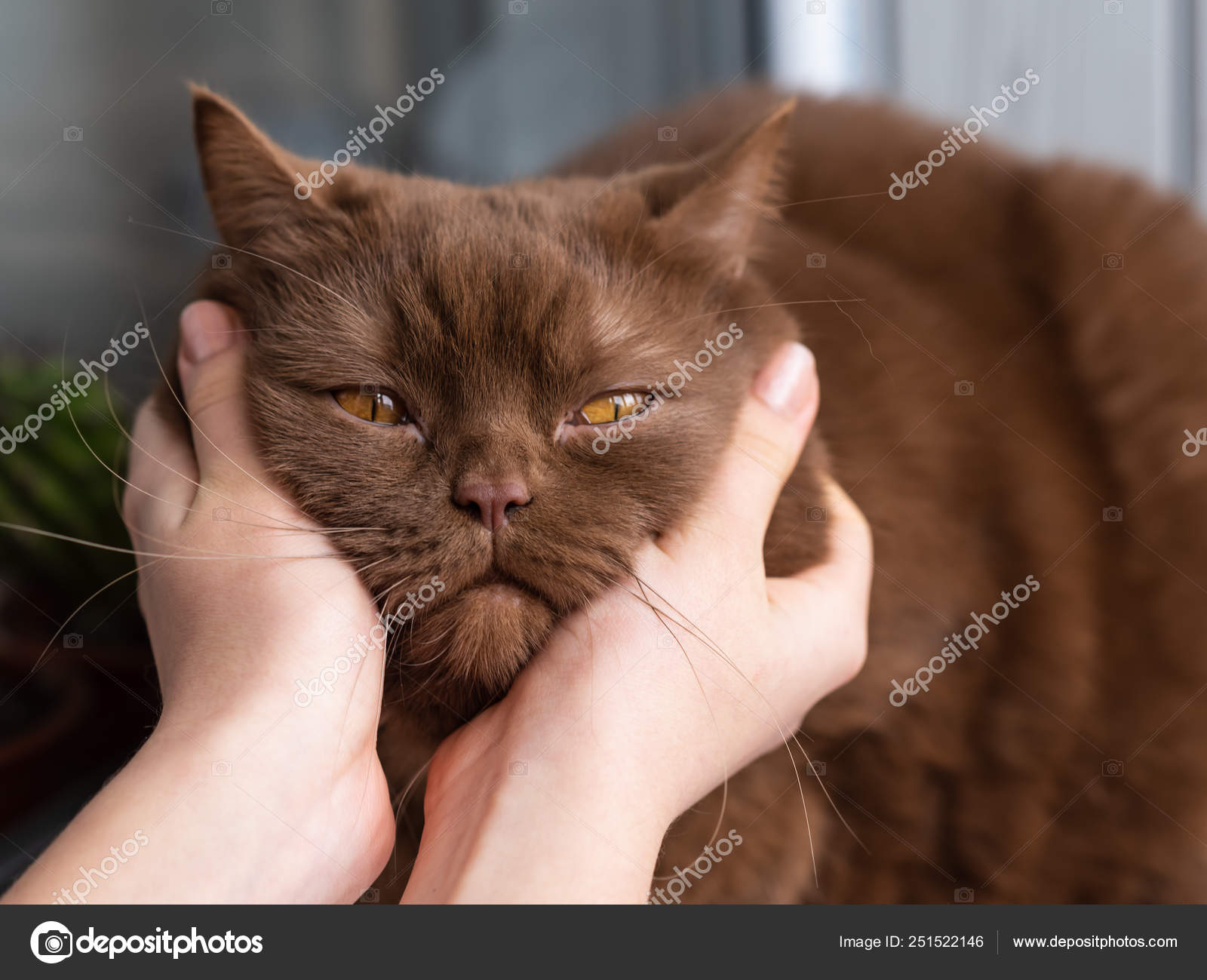 Hands Hold Cheeks Brown Cat British Breed Stock Photo by ©AnnaDon 251522146