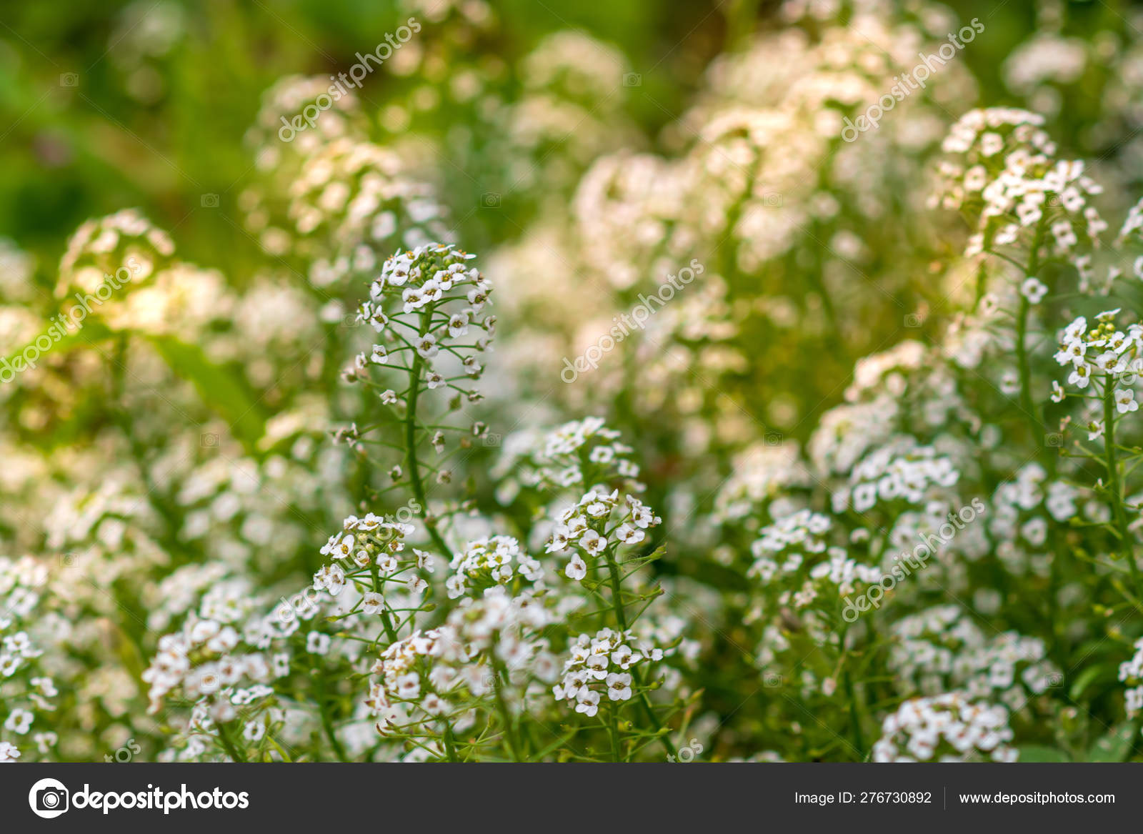 Reseda Flower | Best Flower Site