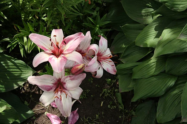 Stargazer lily Stock Photos, Royalty Free Stargazer lily Images ...