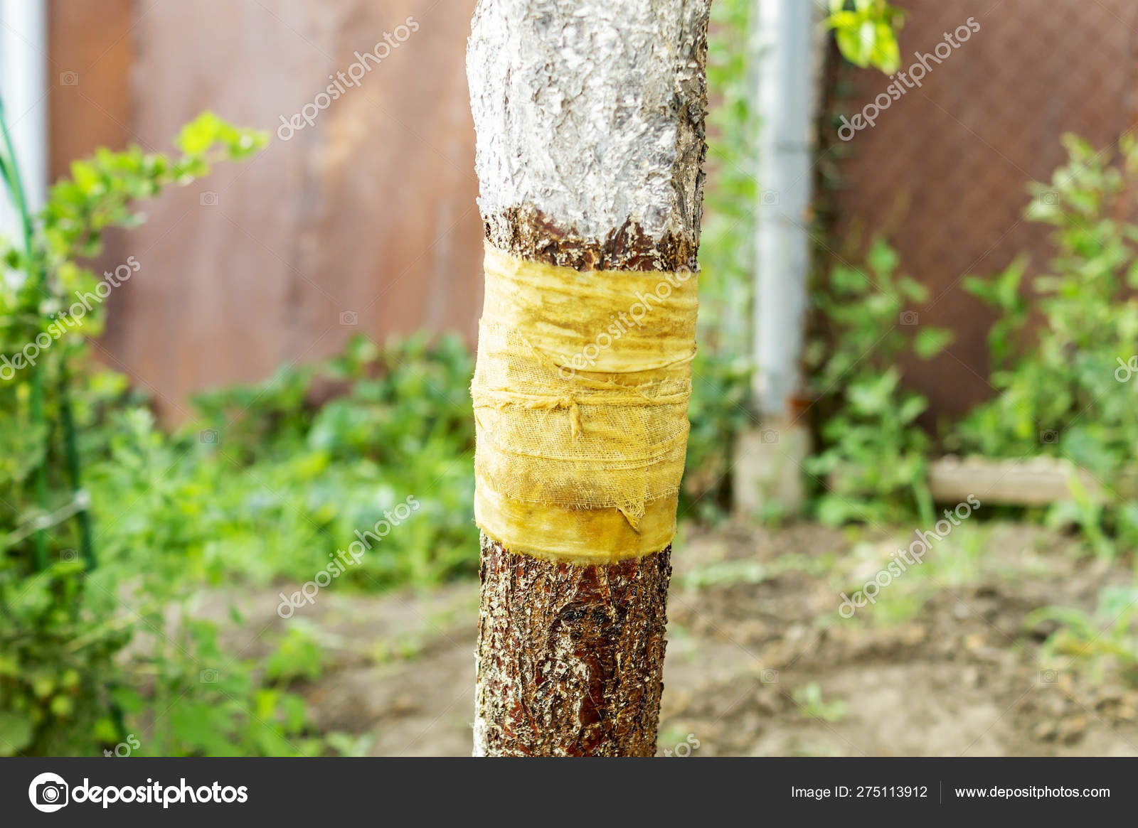 Tree trunk with the bandage impregnated with tar. Protection against ...