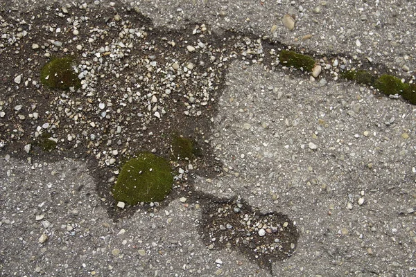 Snapping turtle footprint Stock Photos, Royalty Free Snapping turtle ...